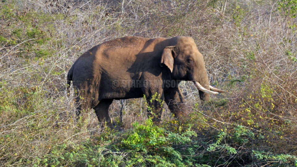 Wild elephants wreak havoc near Hunsur - Star of Mysore