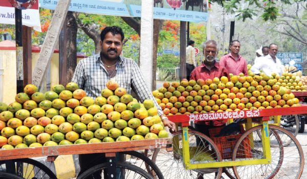 Take a bite: Mango fever grips city - Star of Mysore