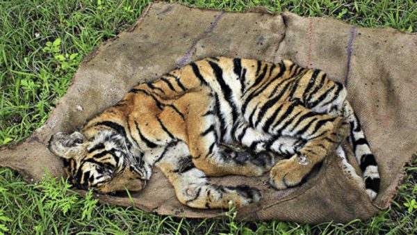 Tiger cub found dead - Star of Mysore