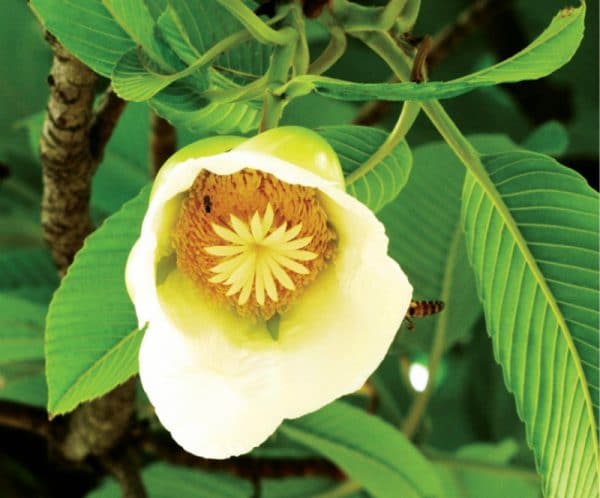TREE FACTS: The Elegant Elephant Apple - Star of Mysore