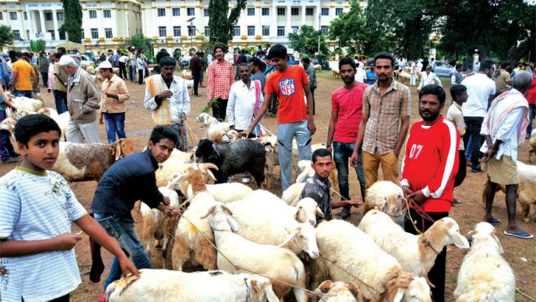 Bakrid: Sale of sheep picks up in city - Star of Mysore