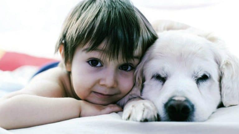 Pet Talk - Star of Mysore