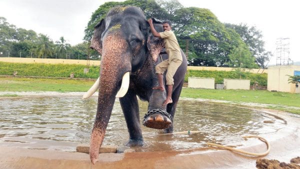Tale of Arjuna - Star of Mysore