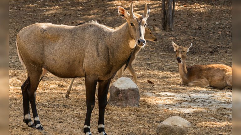 Mysuru Zoo gifts 5 Nilgai to Vajpayee Zoo near Hampi - Star of Mysore