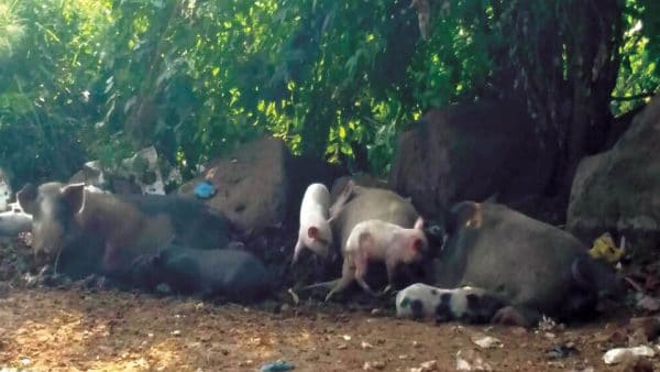 Pig menace at Naidu Nagar - Star of Mysore