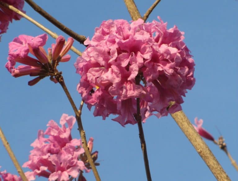 TREE FACTS: Pink Lapacho, the winter delight - Star of Mysore