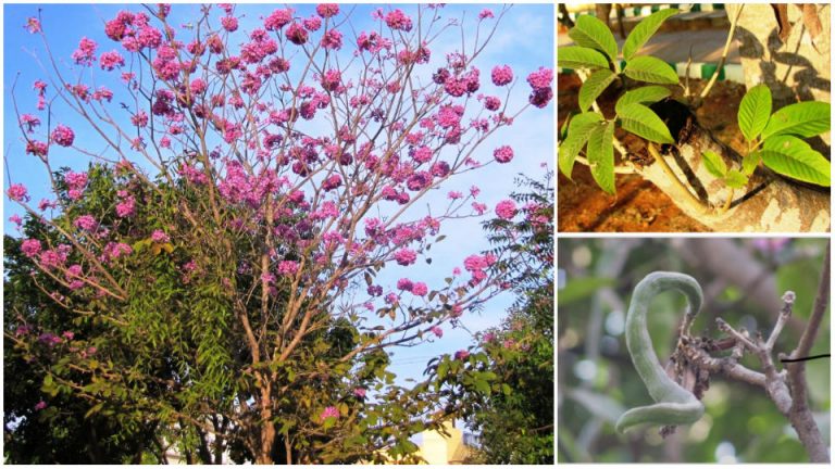 TREE FACTS: Pink Lapacho, the winter delight - Star of Mysore