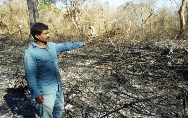 Fire destroys 150 acres of forest cover in Maldare and Doddaharave ...