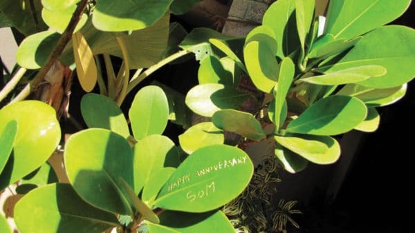 AUTOGRAPH TREE: A wonder plant to etch your message - Star of Mysore