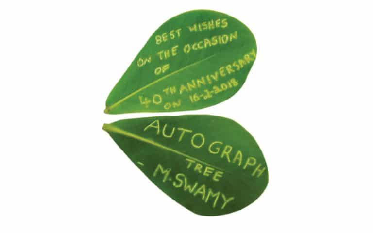 AUTOGRAPH TREE: A wonder plant to etch your message - Star of Mysore