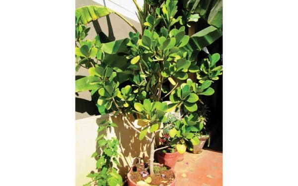 AUTOGRAPH TREE: A wonder plant to etch your message - Star of Mysore