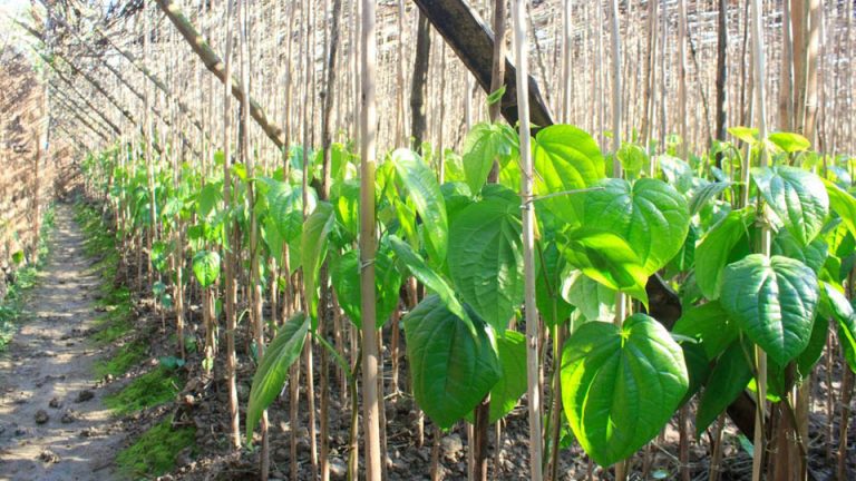 245 betel leaf growers to get lands on Mar.10 - Star of Mysore