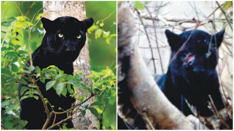 Rare black leopard injured in territorial fight - Star of Mysore