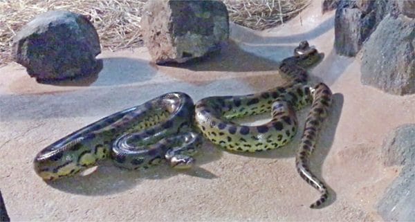 Two green Anacondas arrive at Mysuru Zoo - Star of Mysore