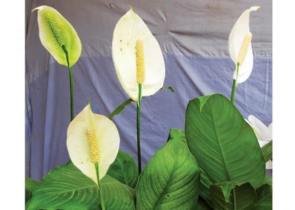 Peace Lily: The exotic tropical beauty with perky snow-white flowers ...