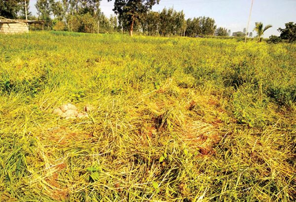 Elephant menace: Periyapatna villagers living under threat - Star of Mysore