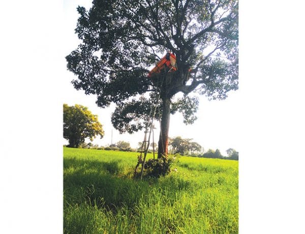 Elephant menace: Periyapatna villagers living under threat - Star of Mysore