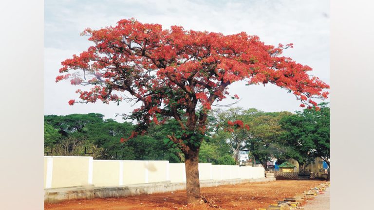 Gulmohar Tree Archives - Star of Mysore