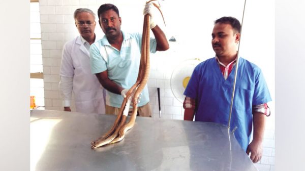 Injured snakes treated at city’s Veterinary Hospital - Star of Mysore