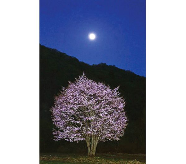 Sakura Flower Power - Star of Mysore