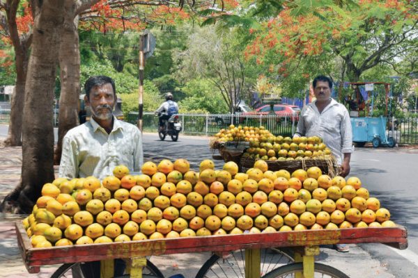 Mango Mania: Mysureans go gaga over Mangoes - Star of Mysore