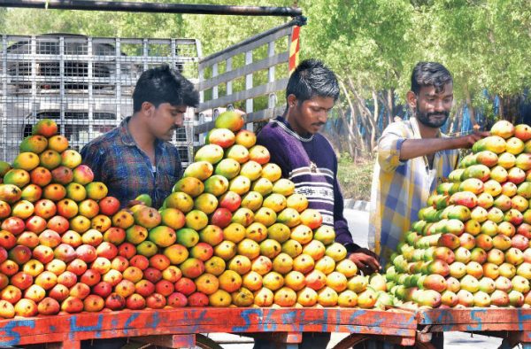 Mango Mania: Mysureans go gaga over Mangoes - Star of Mysore
