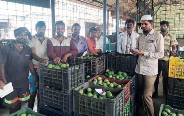 Mango Mania: Mysureans go gaga over Mangoes - Star of Mysore