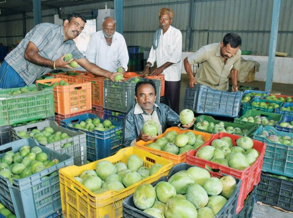 Mango Mania: Mysureans go gaga over Mangoes - Star of Mysore