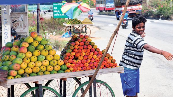 Mango Mania: Mysureans go gaga over Mangoes - Star of Mysore