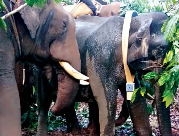Project Radio Collar launched to track elephants in Kodagu﻿ - Star of ...