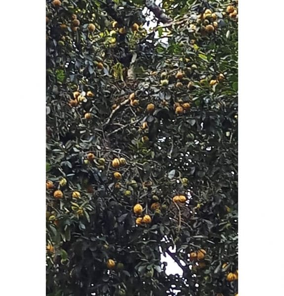 The Sour Truth - Star of Mysore