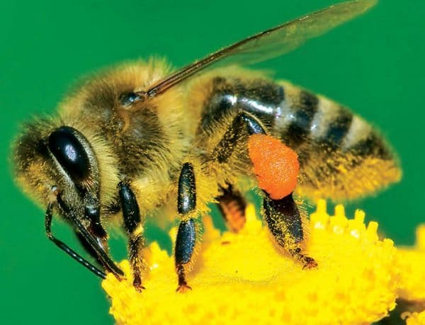 Mahseer may get ‘State Fish’, Honey Bee ‘State Insect’ tags - Star of ...