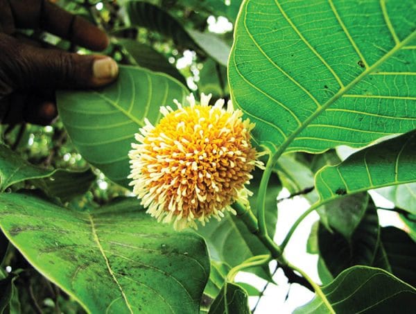 'Kadamba' Vriksha: Sri Krishna's favourite - Star of Mysore