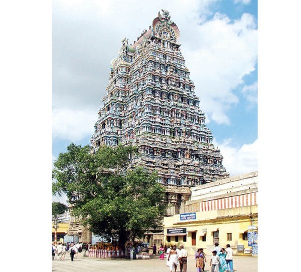 'Kadamba' Vriksha: Sri Krishna's favourite - Star of Mysore