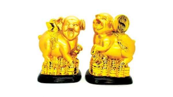 Golden Pigs bring home Prosperity & Happiness - Star of Mysore