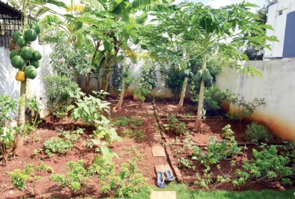 Green Living - Star of Mysore