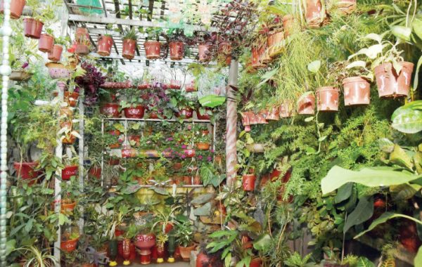 Green Living - Star of Mysore