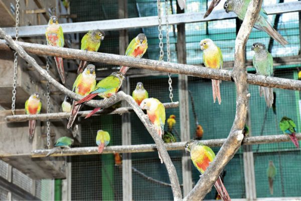 Birds of a Feather - Star of Mysore