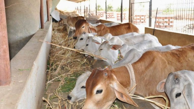 Goshalas to be set up at 25 Temples in State - Star of Mysore