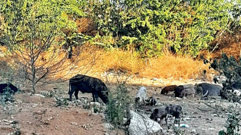 Plea to control pig menace in Bannimantap - Star of Mysore