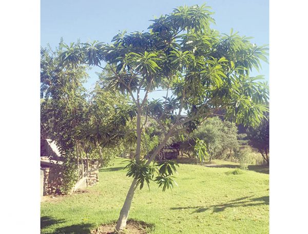 Cure is in Nature - Star of Mysore