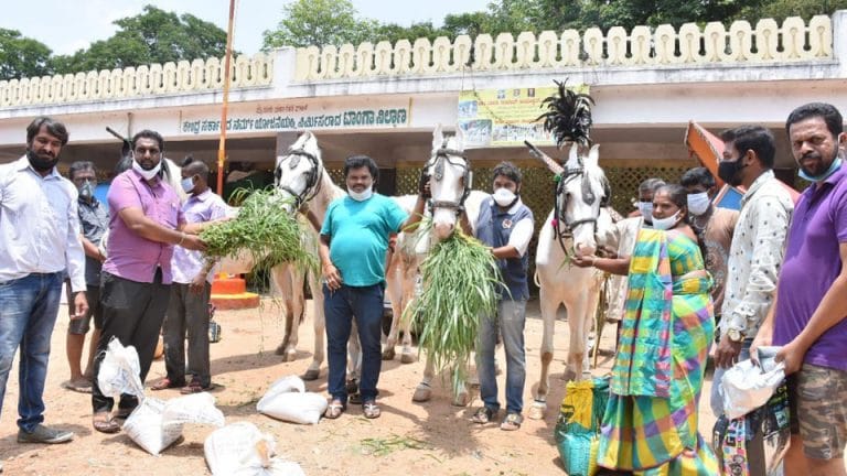 B.Y. Vijayendra followers feed horses at Tonga Stand - Star of Mysore