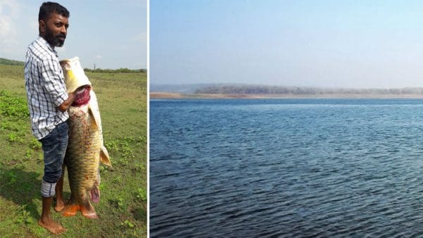 Youth in soup for catching rare Mahseer fish at Harangi - Star of Mysore