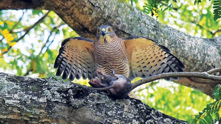 Shikra… The Leopard of Birds - Star of Mysore