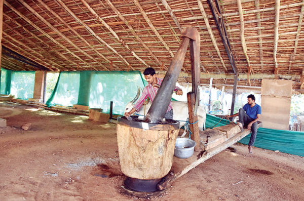 Traditional ‘Gaana’ oil makes a comeback at Nelamane - Star of Mysore