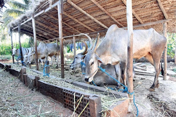 Traditional ‘Gaana’ oil makes a comeback at Nelamane - Star of Mysore