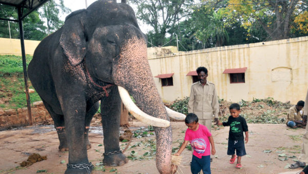 Dasara Elephants Webinar Series: Mahout speaks about Balarama's ...