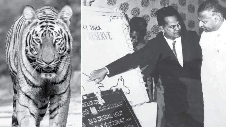 Project Tiger completes 47 years: A thumps up for Big Cat conservation ...