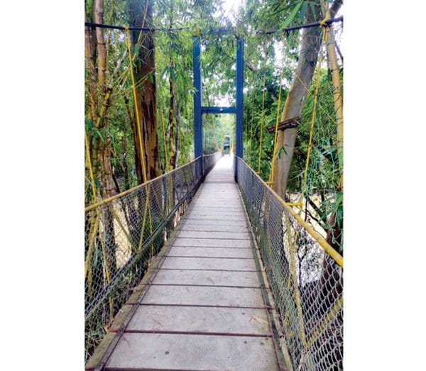 Hanging Bridges of Kodagu: Reality Check - 2 - Star of Mysore