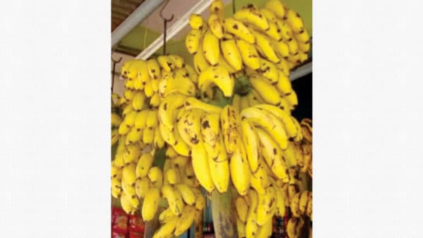 Plant tissue culture facility for Nanjangud Rasabale research to come ...